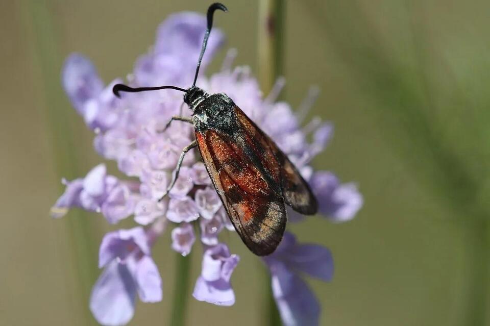 10 Stunning Moths You Can Spot in Chicago - NewsBreak