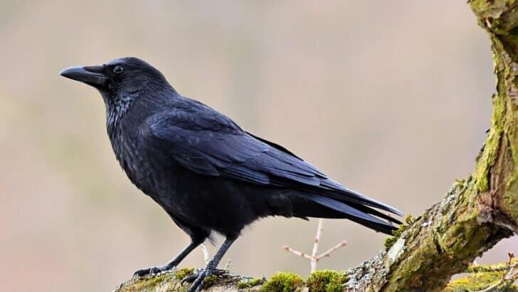 20 Strangest Animal Superstitions from Around the World - NewsBreak