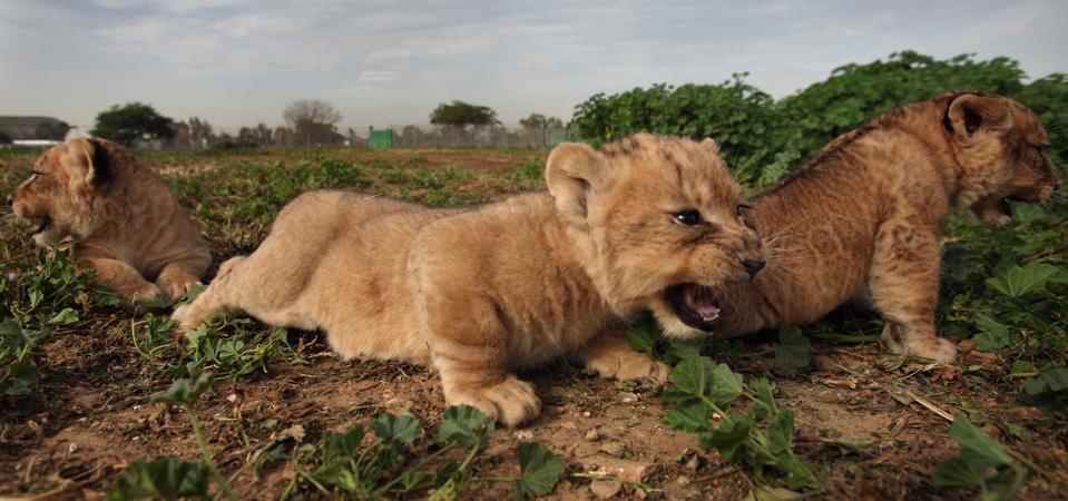 A Biologist Reveals 4 ‘Lion’ Species You Never Knew Existed. Hint: One ...