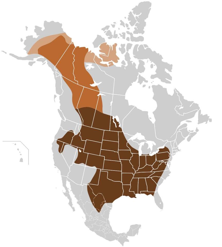 Bison vs. Buffalo: What Are the Key Differences? - NewsBreak