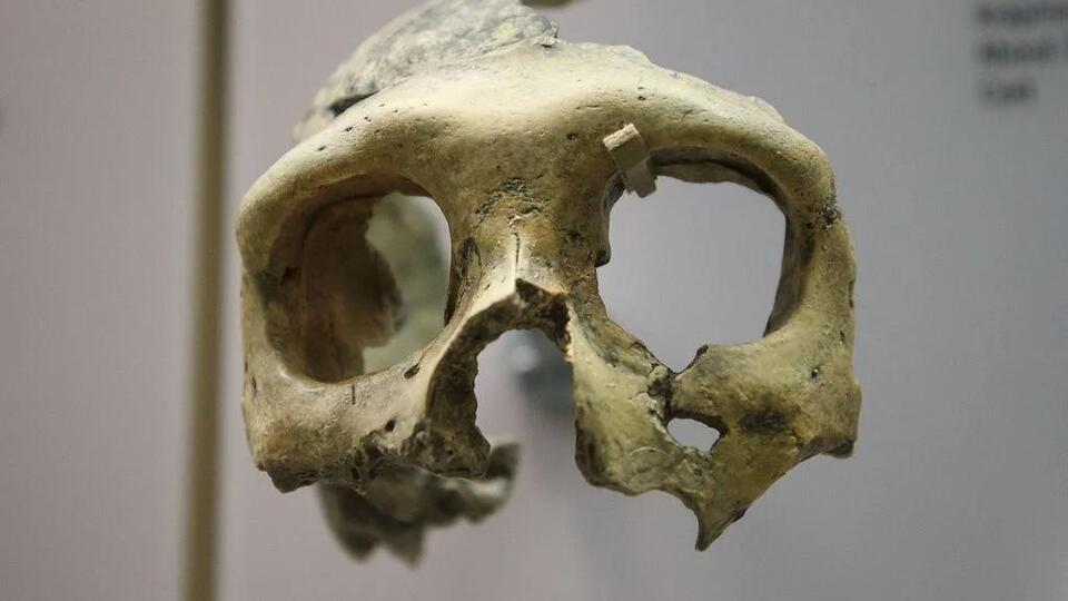 Newly Discovered Fossils Suggest Humans Nearly Went Extinct 900,000 ...