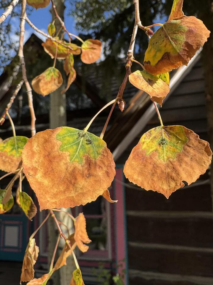 Some trees are already turning yellow in Colorado’s mountains. Here’s ...