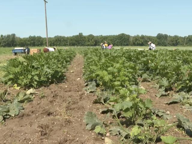 Inside Forgotten Harvest Farms, where 1M pounds of food a year is harvested