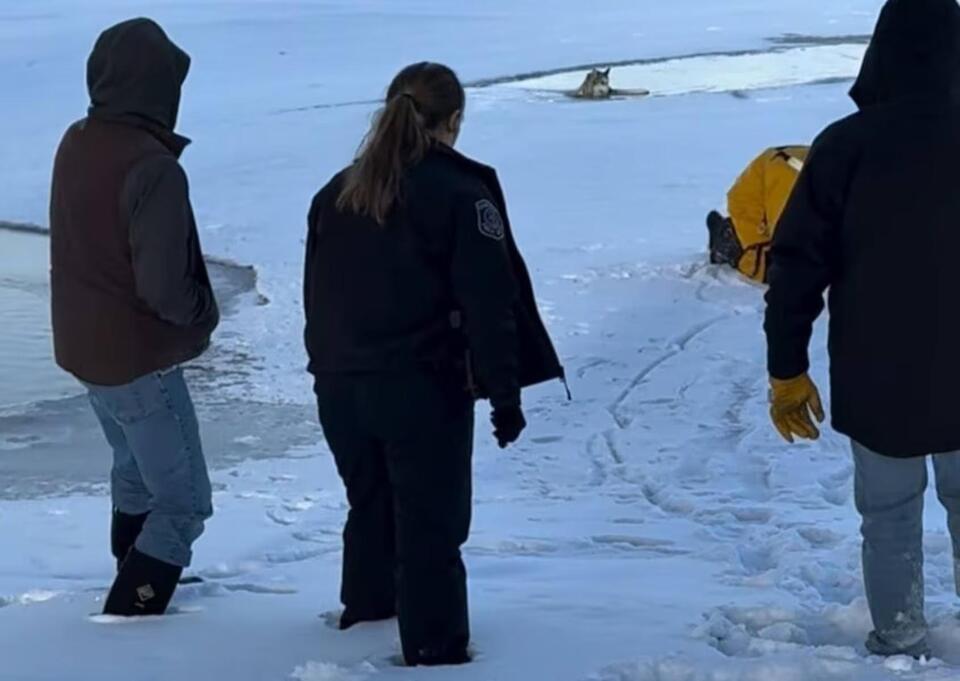 Pet husky rescued from frigid West Michigan river by police after ...