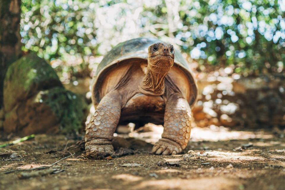 150-Year-Old Tortoise Enjoying Head Scratches Has the Perfect Chill ...