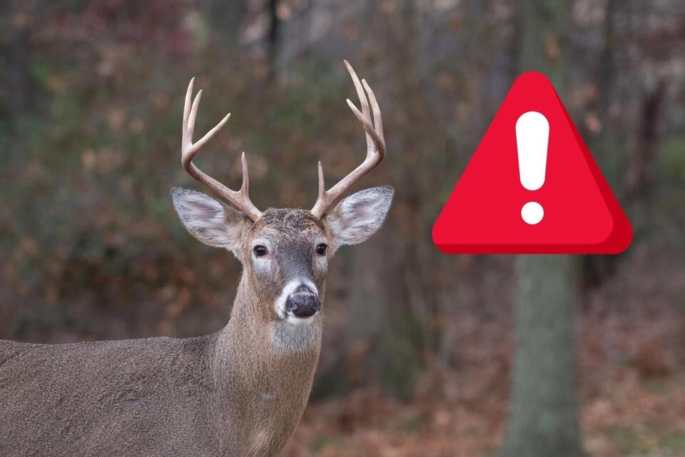 Deer Tests Positive for Rabies in Upstate New York - NewsBreak