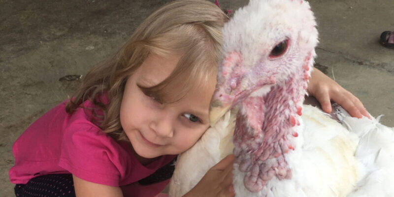 I Tried Turkey Cuddle Therapy, and Here’s What I Learned - NewsBreak