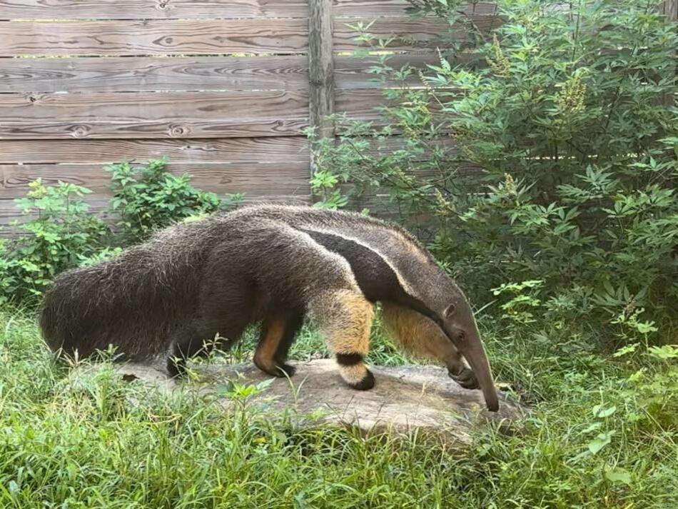Meet Bumi: The North Florida Wildlife Center gives us an inside look at ...