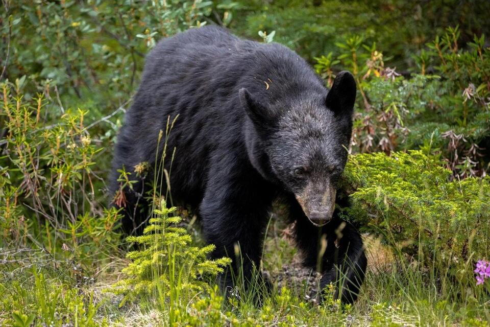 Black Bear Euthanized After Attack on Man in Upstate New York - NewsBreak