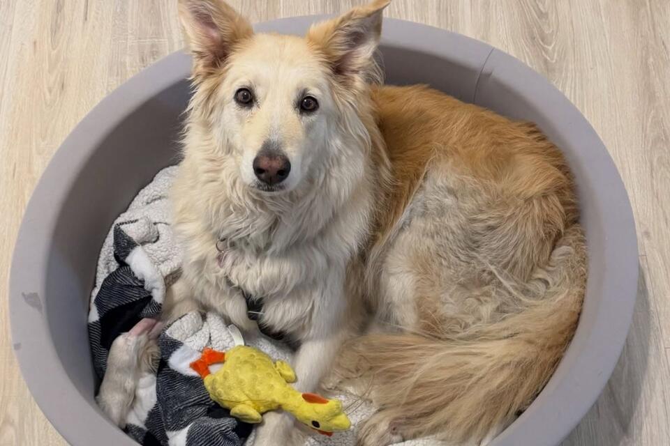 Drone leads rescuers to missing dog along NJ Turnpike - NewsBreak