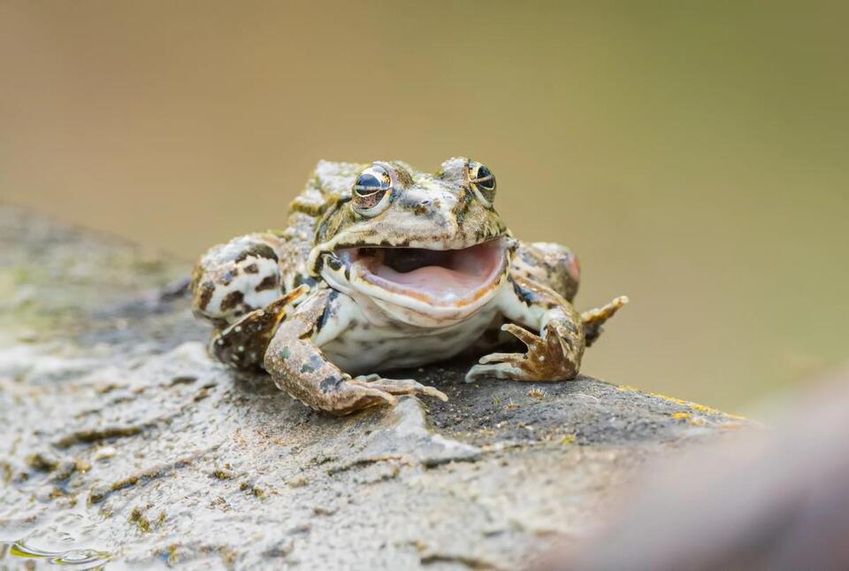 Deadlock anti-cheat update turns cheaters into frogs - NewsBreak