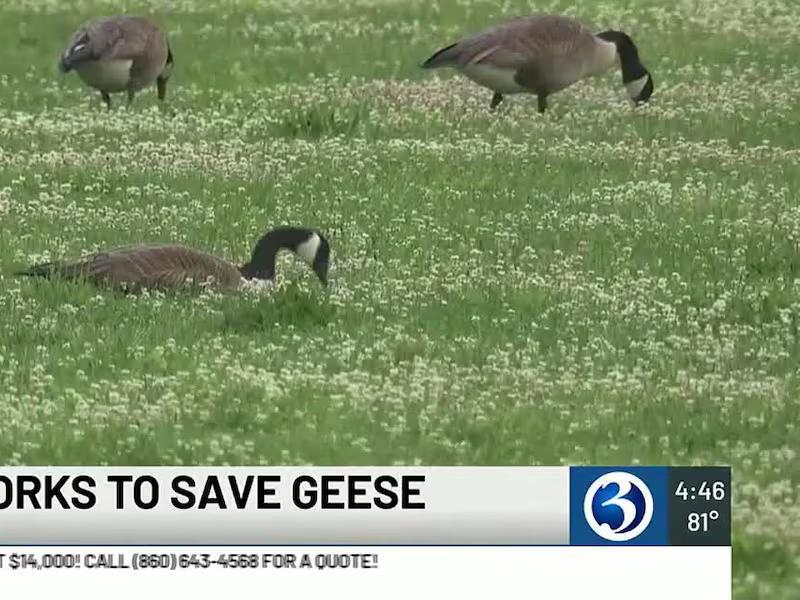 One great kid making it his mission to save geese at a park in Bristol