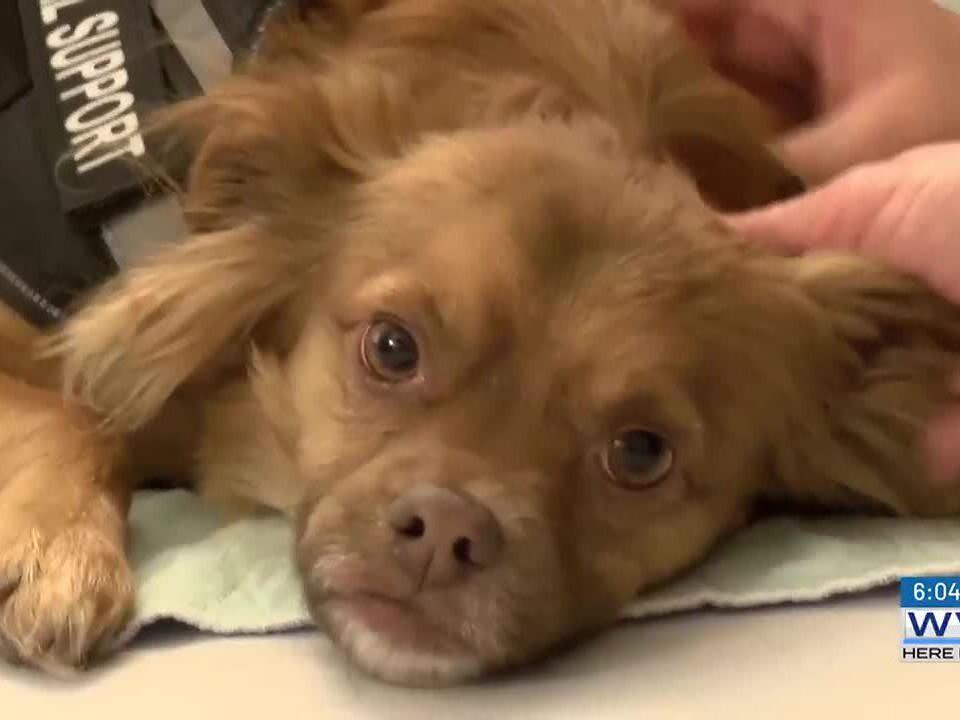 WVU Med. PCH brings therapy dogs to hospital for National Nurses Week