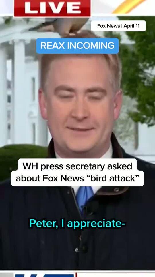 After a bird landed on Fox News' Peter Doocy's head while he was live ...