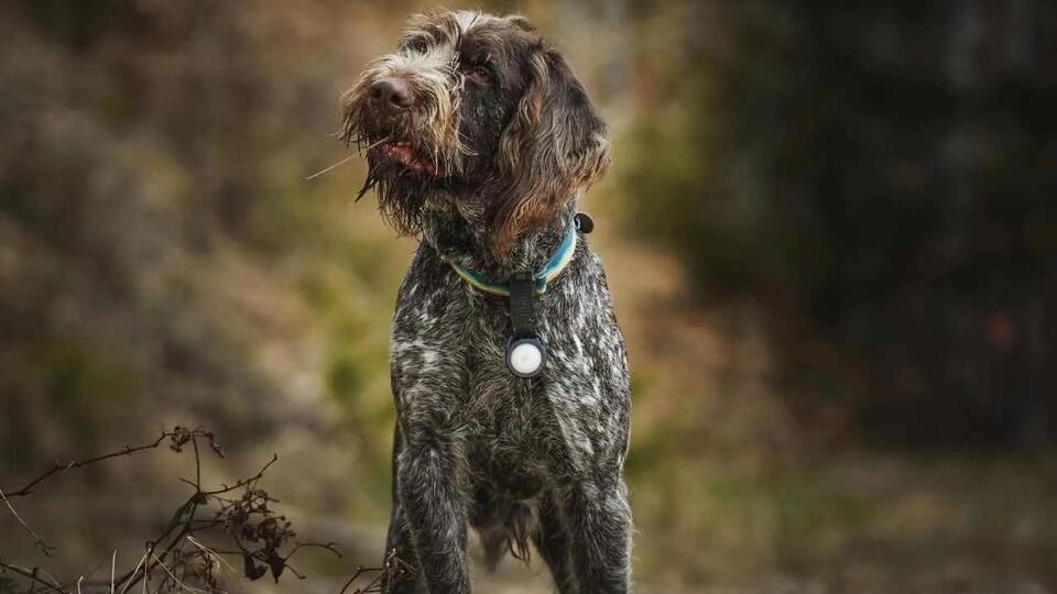7 Wire-Haired Mid-Sized Dog Breeds: The Tough Guys - NewsBreak