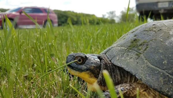 Wild Turtle Week offers education, ideas to protect Iowa’s native ...