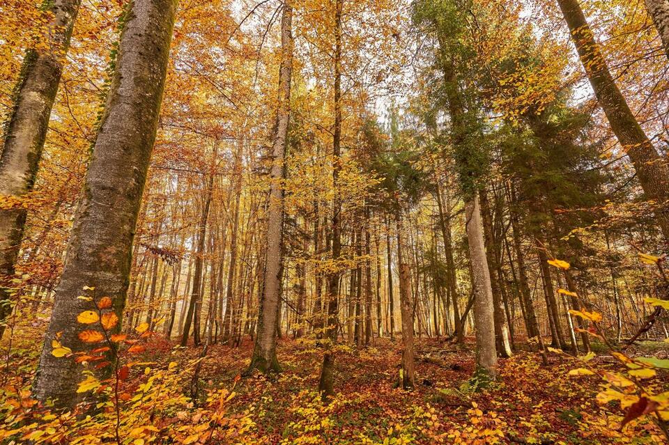Stunning Fall Foliage Spots to Visit in Missouri This Season - NewsBreak