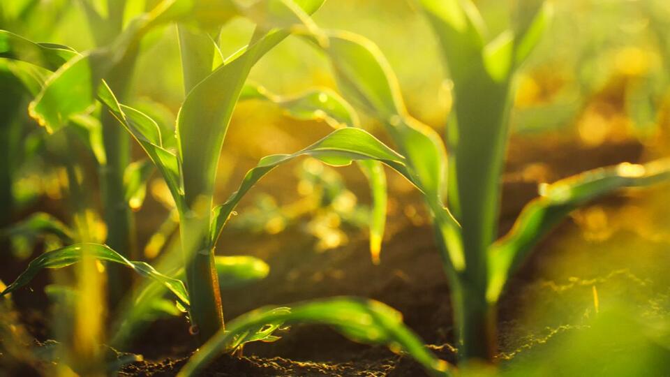 MustGrow Biologics eyes 2026 growth with TerraSante expansion, TerraMG ...