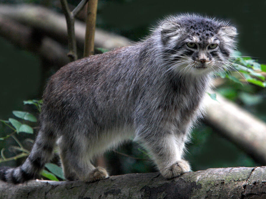 Brookfield Zoo Captures New Pallas Cat's Cute Behaviors with GoPro Camera
