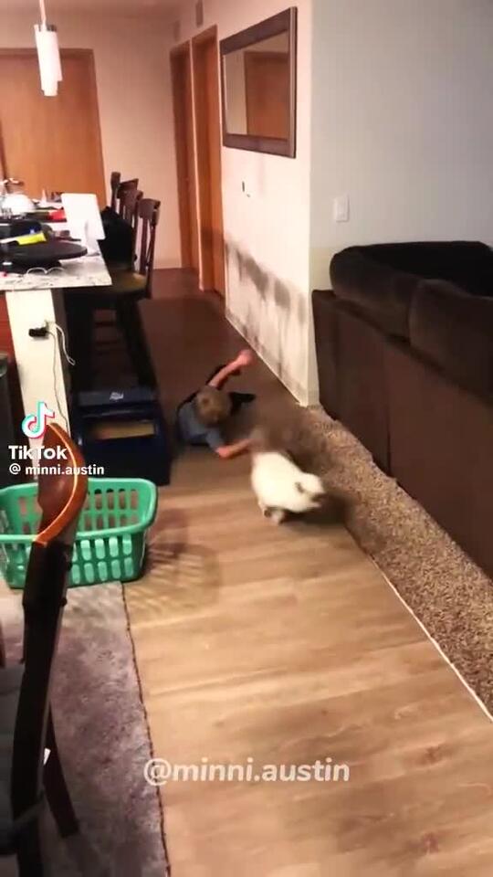 Be Nice Kitty Kitty🐱 Newsbreak 3480