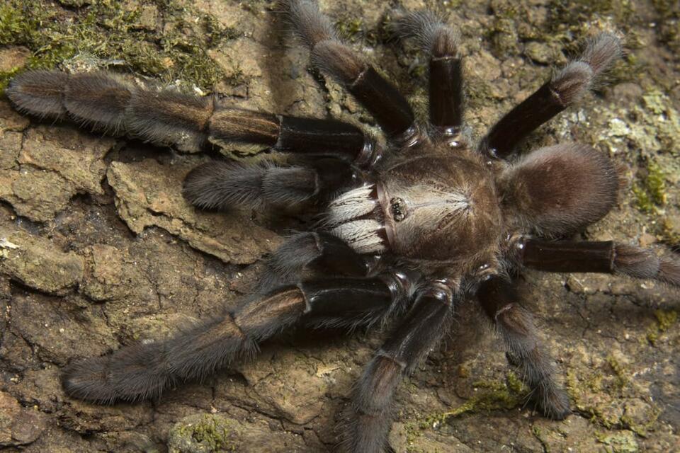 20 Endangered Spiders Threatened by Rising Temperatures - NewsBreak