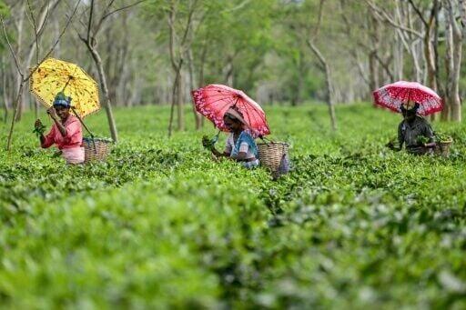Indian tea pickers: the country is the world's second-largest producer ...