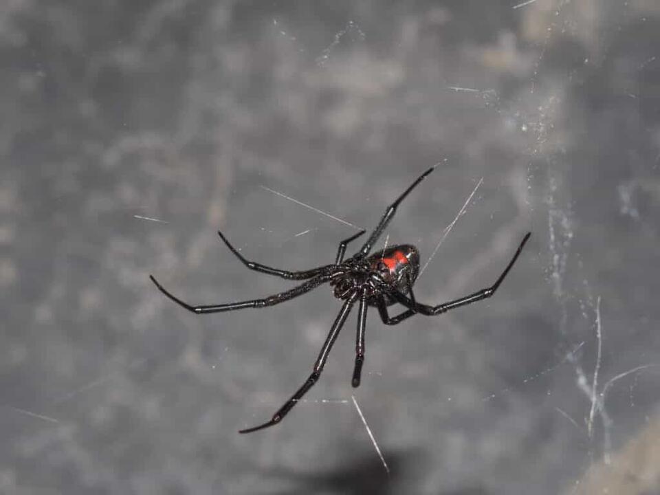 5 Venomous (Poisonous) Spiders in California in 2024