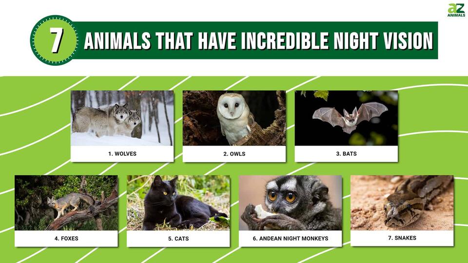 Creatures of the Night: 7 Animals with Incredible Low Light Vision ...