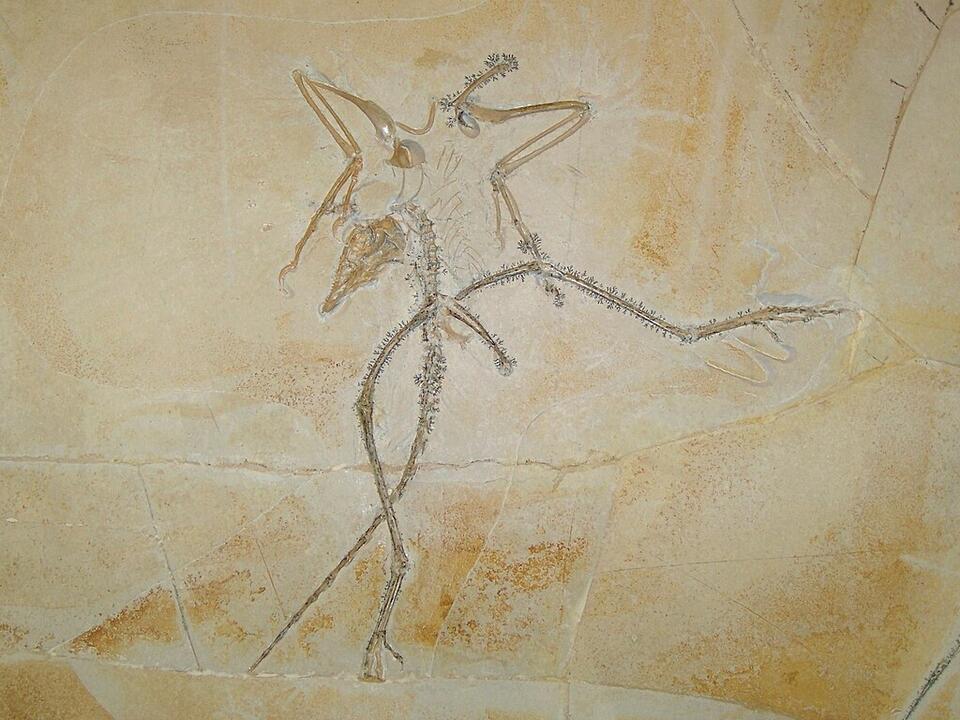 The Bird With Teeth: Why This Ancient Flier Was a Dinosaur in Disguise ...