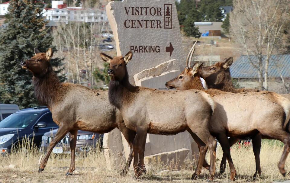 Tourists spark outrage after surrounding wild elk in crowded parking ...
