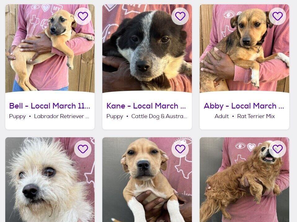 35 Texas dogs once facing euthanasia headed to Beaverton this weekend ...