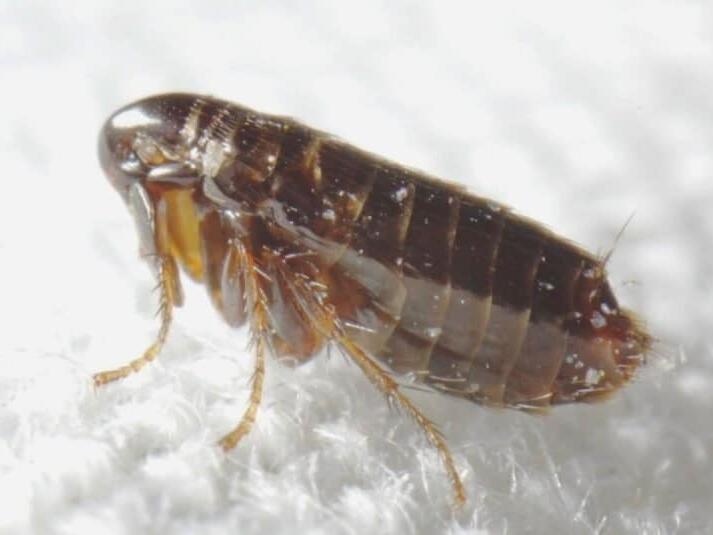 13 Bugs That Look Like Fleas (And How To Spot the Difference)