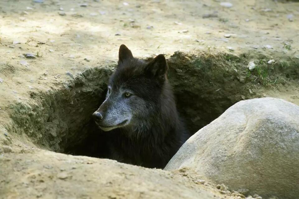 First Wolf Den Discovered Since Reintroduction of the Species to ...