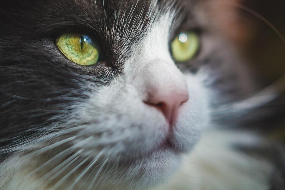 Why Cats Blink Slowly – The Secret Language of Feline Affection - NewsBreak