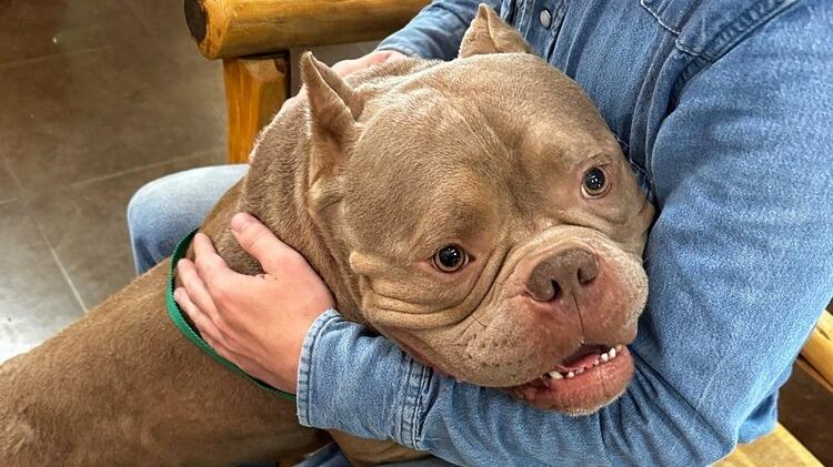 Meet The Sweet & Handsome Dog Looking For Love - NewsBreak