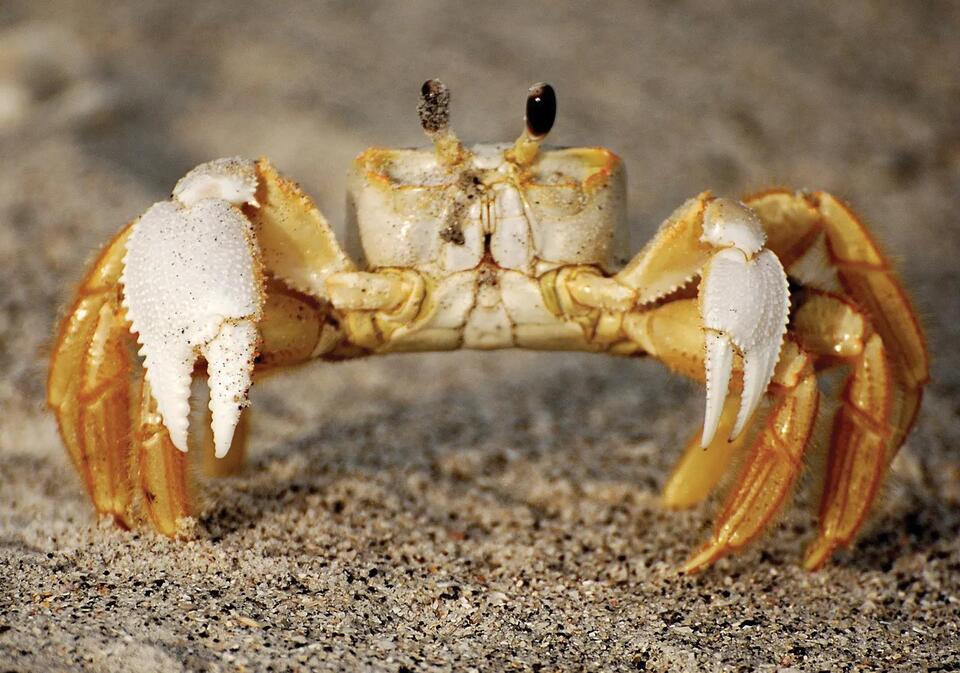 8 Types of Crabs in Virginia: Complete Species Guide with ...