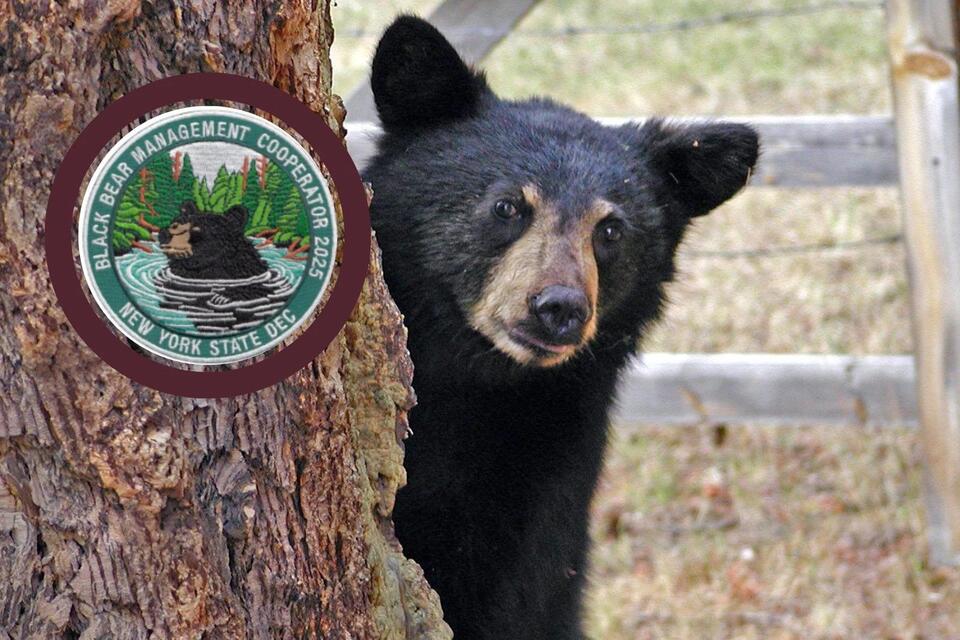 Black Bear Hunters Wanted For New York Bear Management Program - NewsBreak