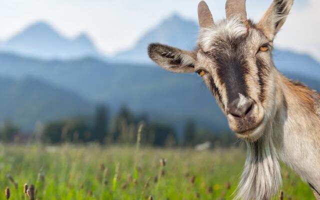 Pet Goats Lead Rescuers To Find Their Family Under Storm Rubble - NewsBreak