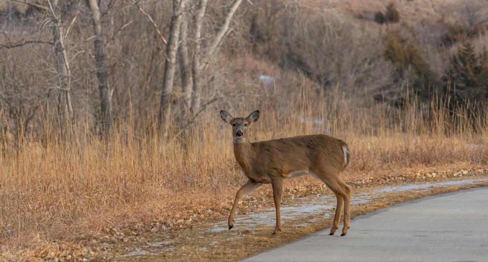 Step-By-Step Guide Of What To Do If You Hit A Deer In Western New York ...