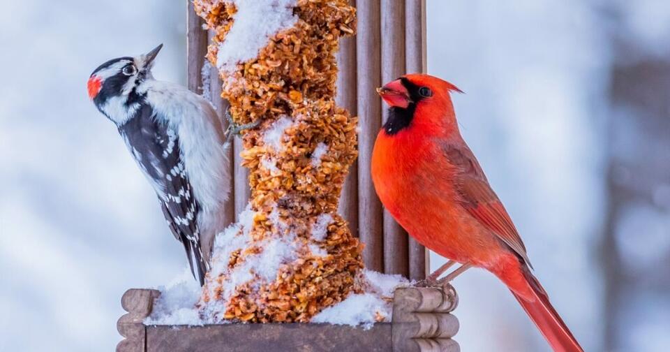 Great Backyard Bird Count - NewsBreak