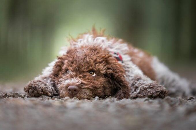 Buckingham Palace Is Packed with Puppies! Here’s What to Know About ...