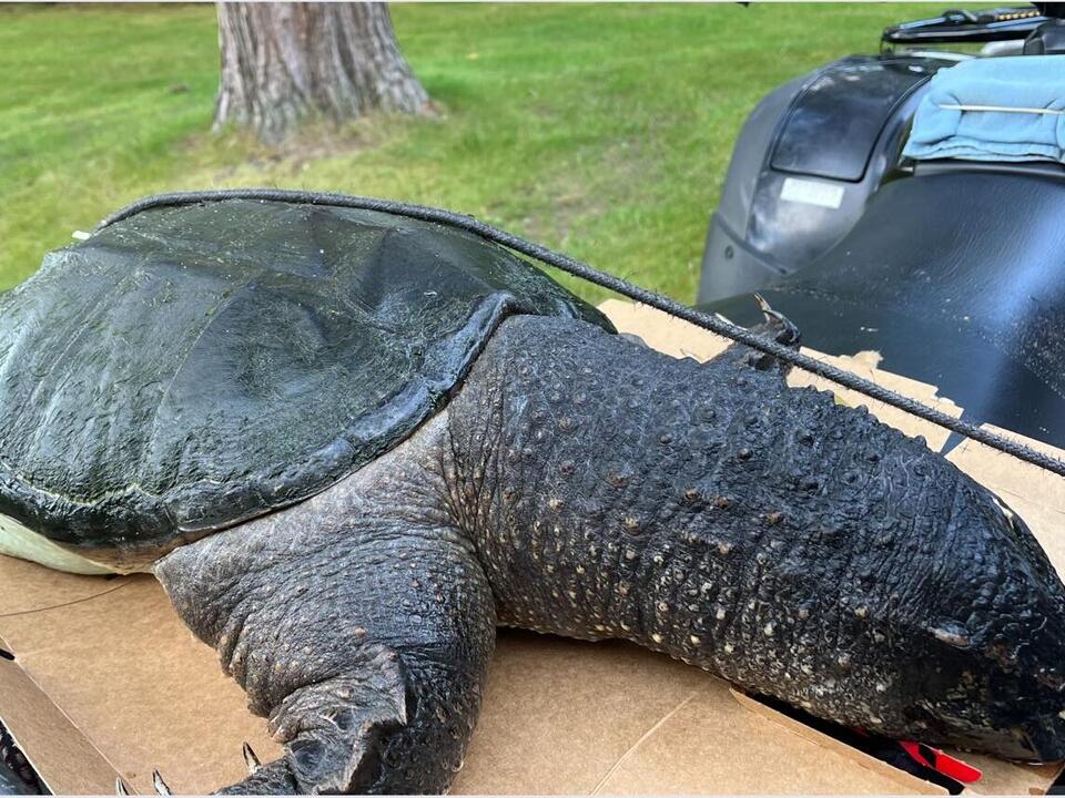 Huge Snapping Turtle Discovered on Wisconsin Beach