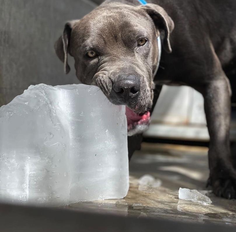 New Animal Abuse Task Force Targets Cruelty Across LA Region - NewsBreak