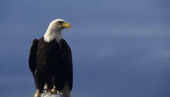 The Bald Eagle Officially Becomes the National Bird of the United ...