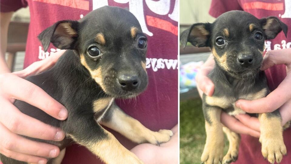 Meet Suki Shortcake: The Tiny 3lb Toy Terrier Mix Puppy Looking For ...