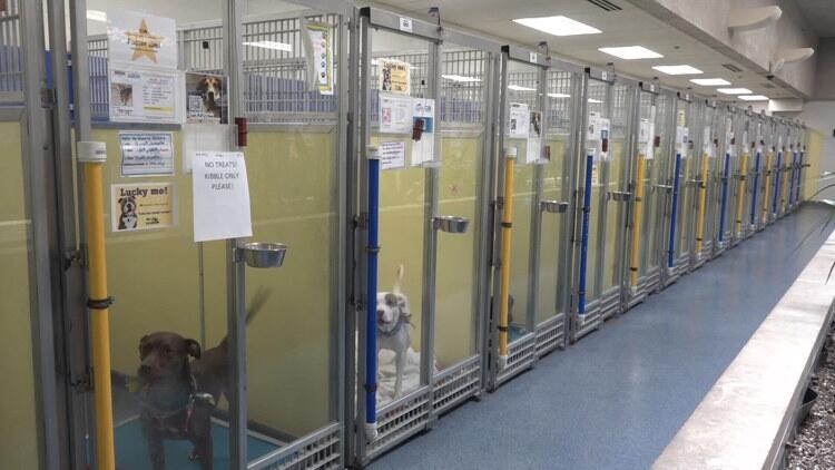 Imo's covering adoption fees at Stray Rescue - NewsBreak