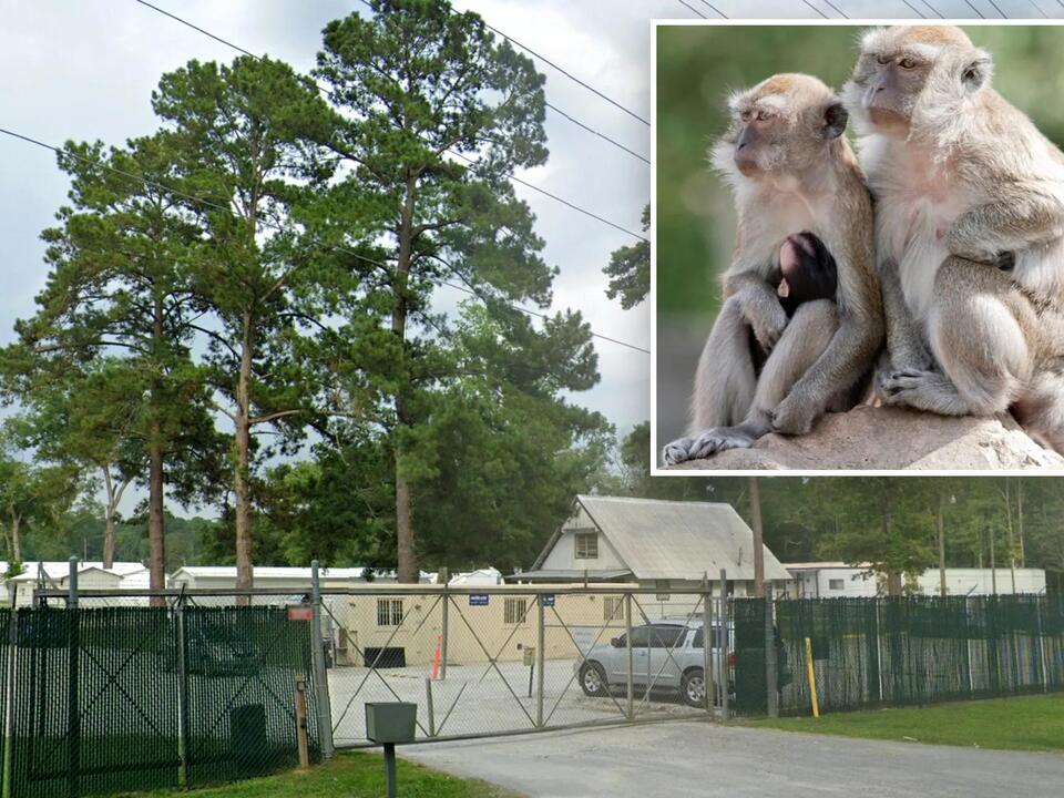 Over 40 monkeys escape from research lab and are on the loose in South ...