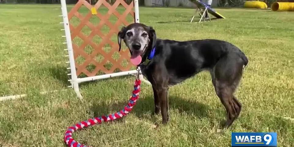 Denham Springs teen and her dog join Team USA for Junior Open Agility ...