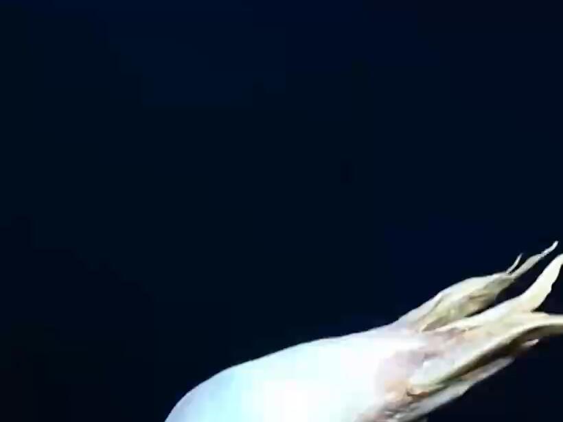 U.S. Scientists Spotted a Rare ‘Dumbo’ Octopus During a Deep-Sea ...