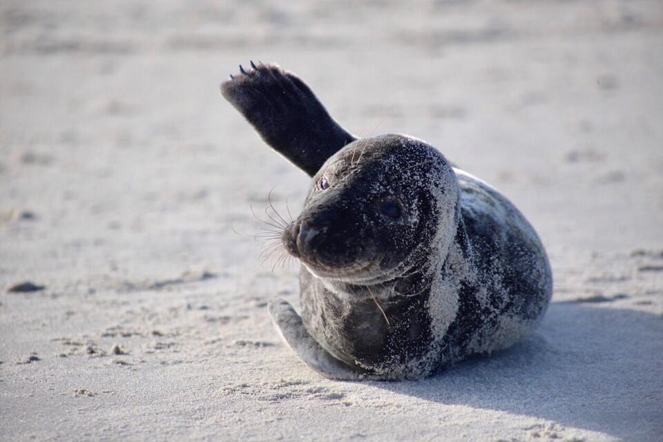 Seals are back on NYC beaches. Here’s why you should keep your distance ...